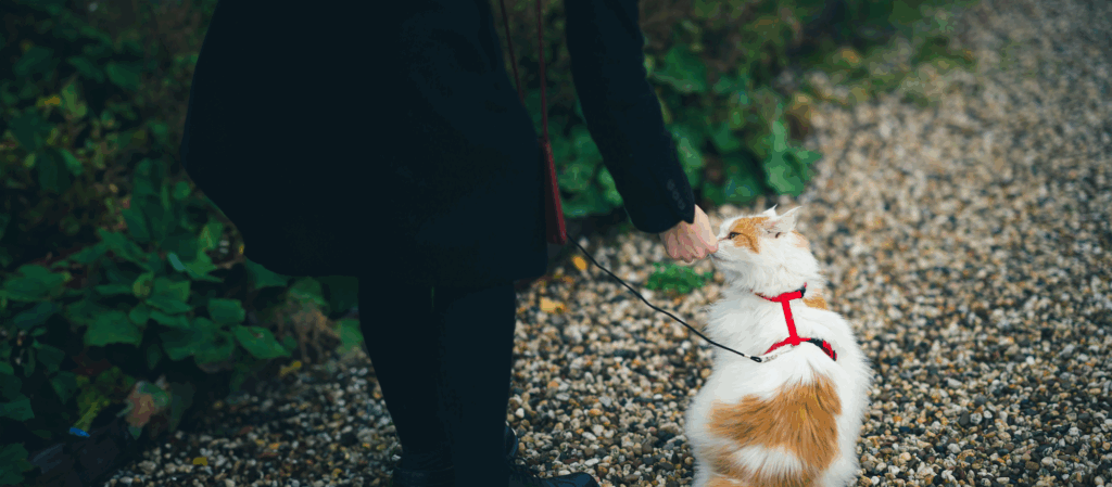 Become a Cat Trainer with Hands-On Experience - Animal Behavior College