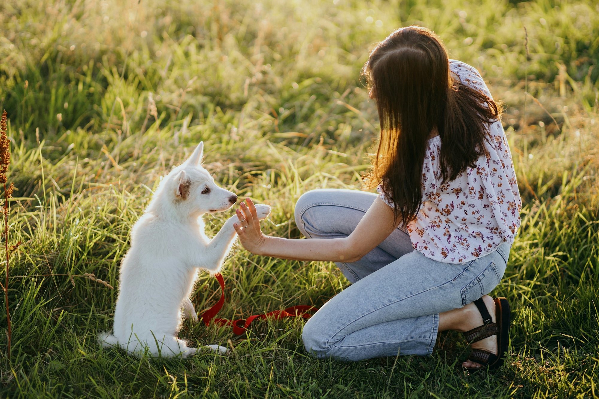 On Campus Dog Trainer Program in Southern California - Animal Behavior ...